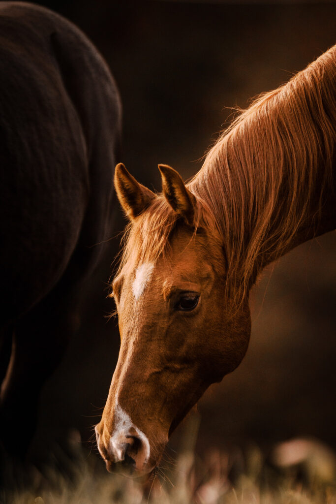 Informationen – Nora Rauber Fotografie
